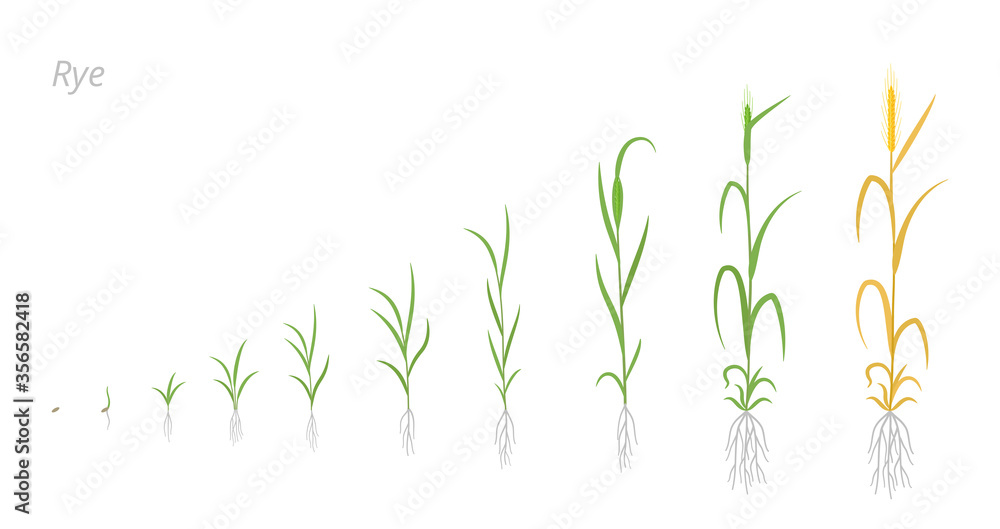 Rye plant growth stages development. Secale cereale. Species of cereal ...
