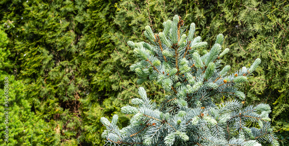 Silver-blue spruce Picea pungens Hoopsii on blurred green background ...