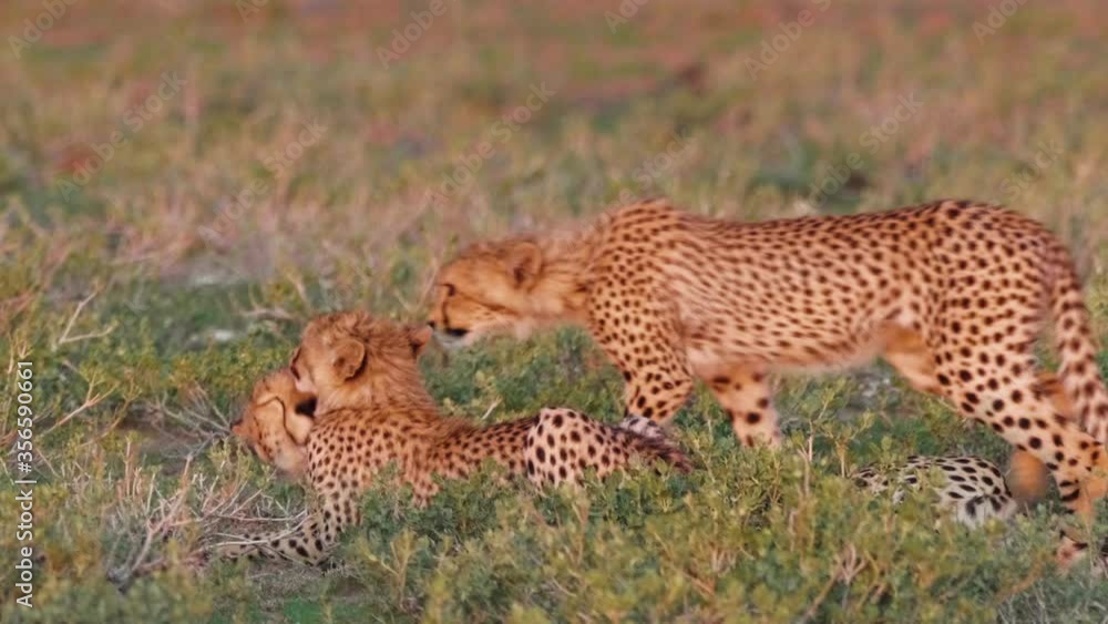 Cheetah mother grooming her cub then the other cub joins them, golden ...