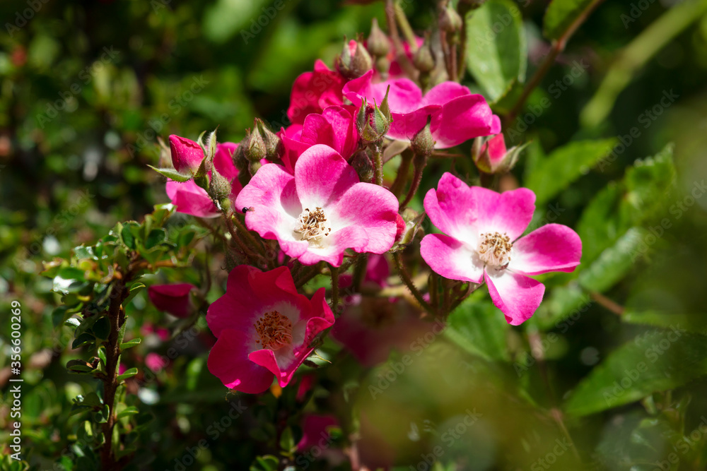 Alpen-Rose, Gebirgs-Rose (Rosa pendulina), Nordrhein-Westfalen ...