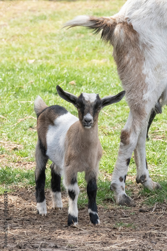 Baby Goats Kids