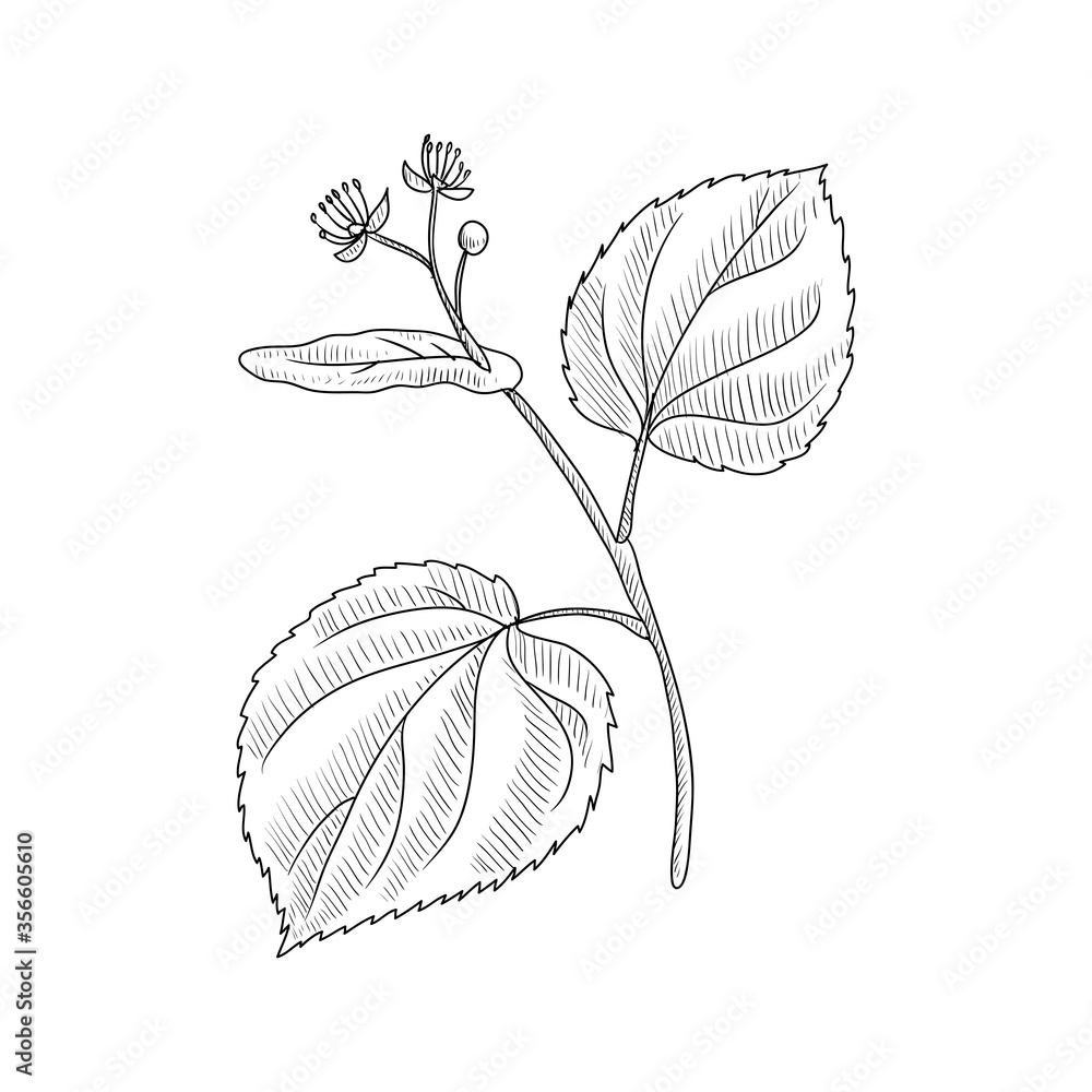 vector drawing linden branch Stock Vector | Adobe Stock