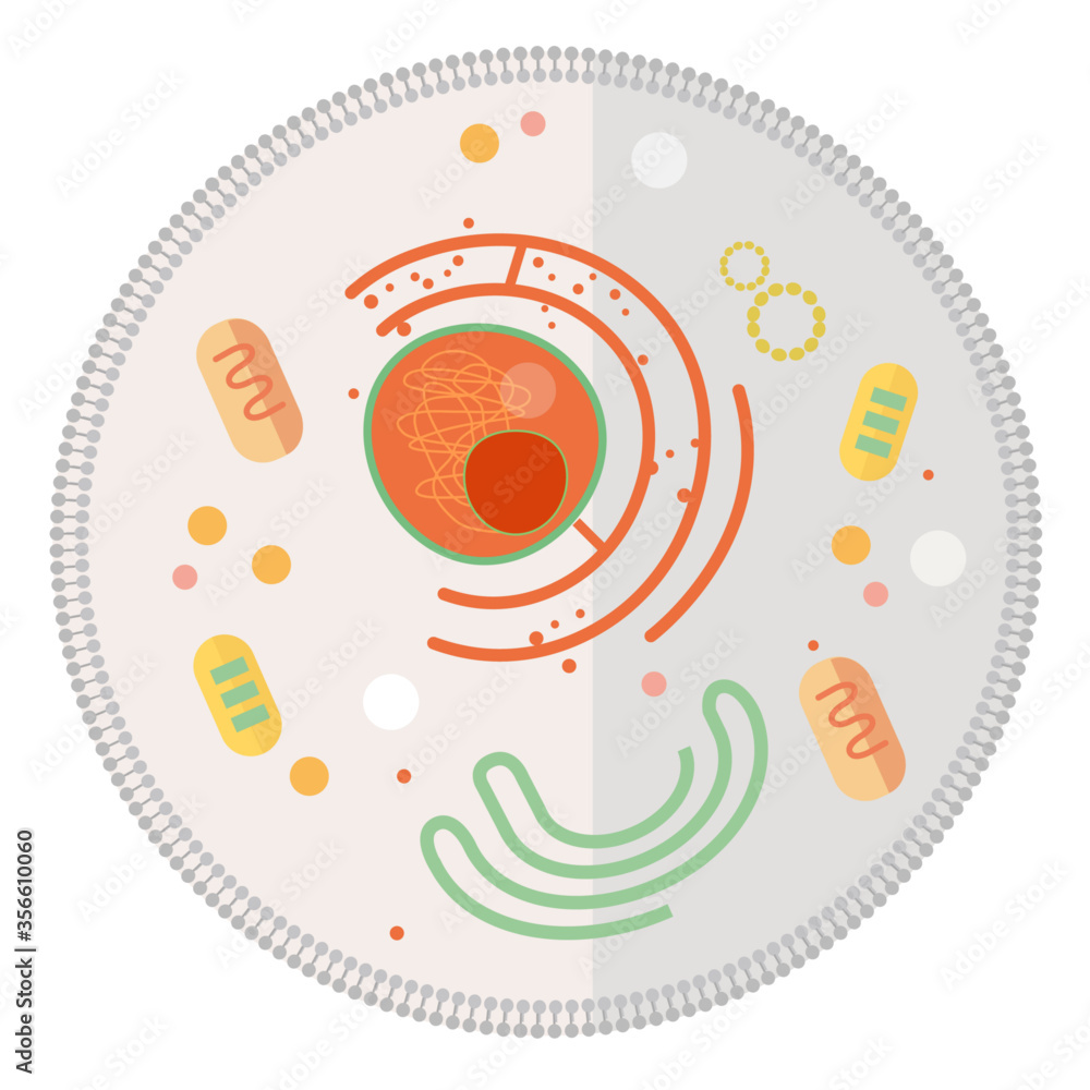PARTES DE LA CELULA Stock Vector | Adobe Stock