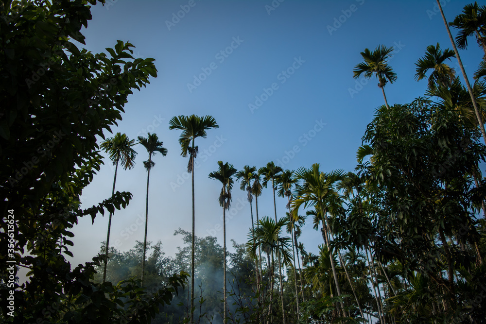 betelnut trees in Assam, India. betelnut farming in village of North ...