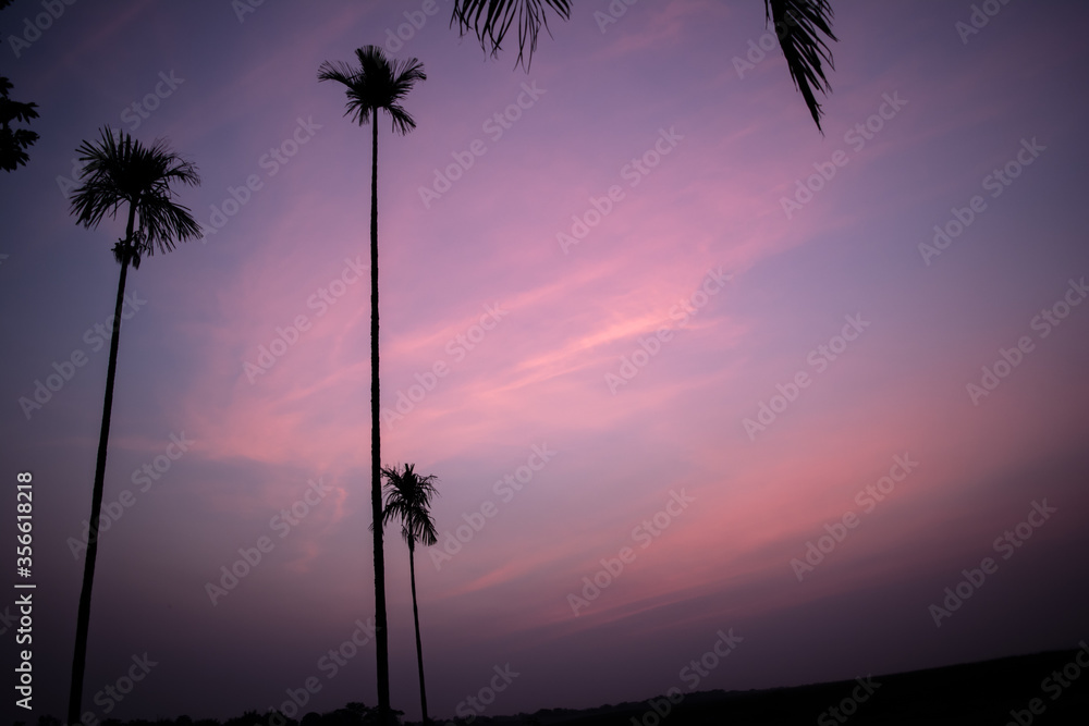 betelnut trees in Assam, India. betelnut farming in village of North ...