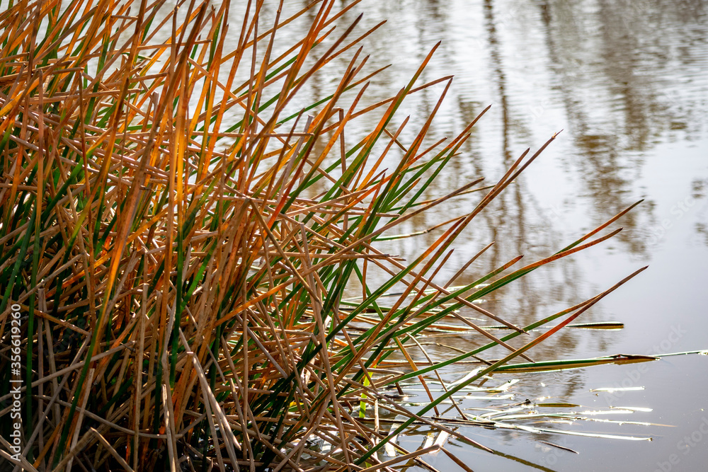 Common Rush, Soft Rush, Rushes, Juncus Effusus Stock Photo | Adobe Stock