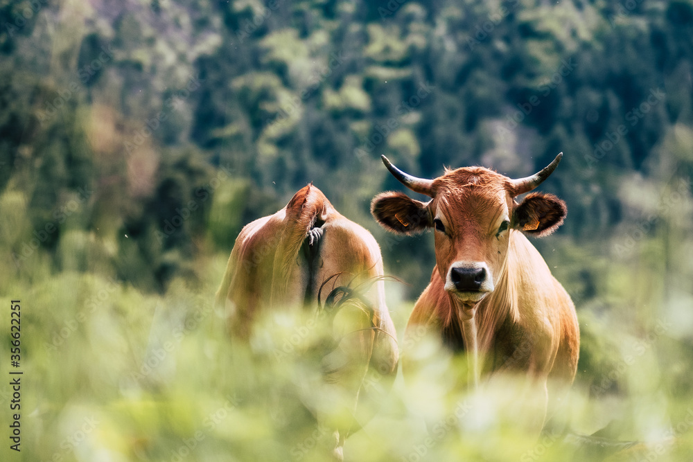 Portrait de vache laitière de race tarentaise dans un champ Stock Photo ...