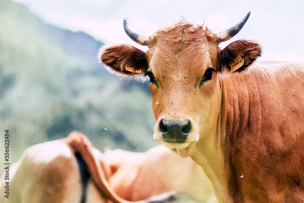 Portrait de vache laitière de race tarentaise dans un champ Stock Photo ...