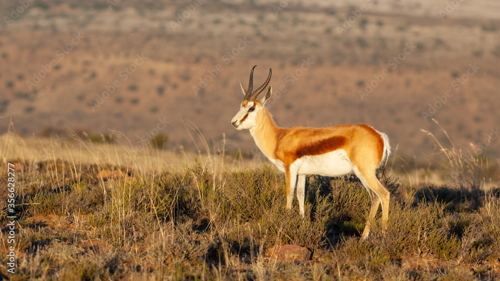 Springbok Ram in the Mountain Zebra National Park Stock Photo | Adobe Stock