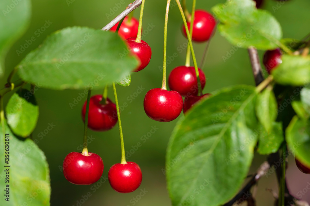 morello tree in the sunny garden in ripening process Stock Photo ...