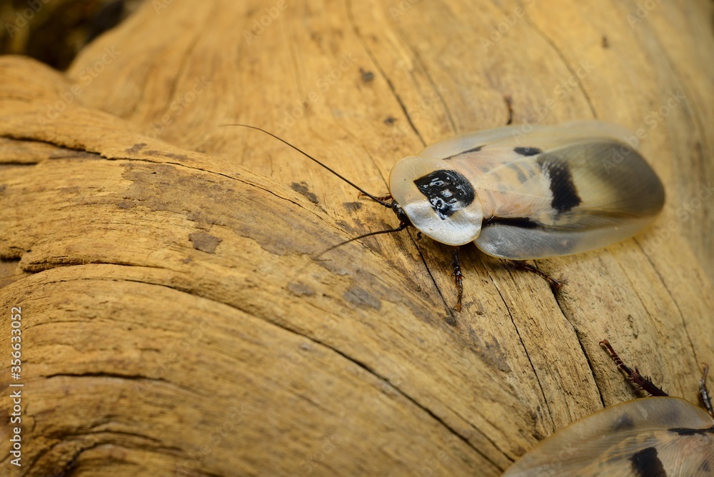 Giant cockroach Blaberus giganteus in terrarium, close-up. Wooden ...