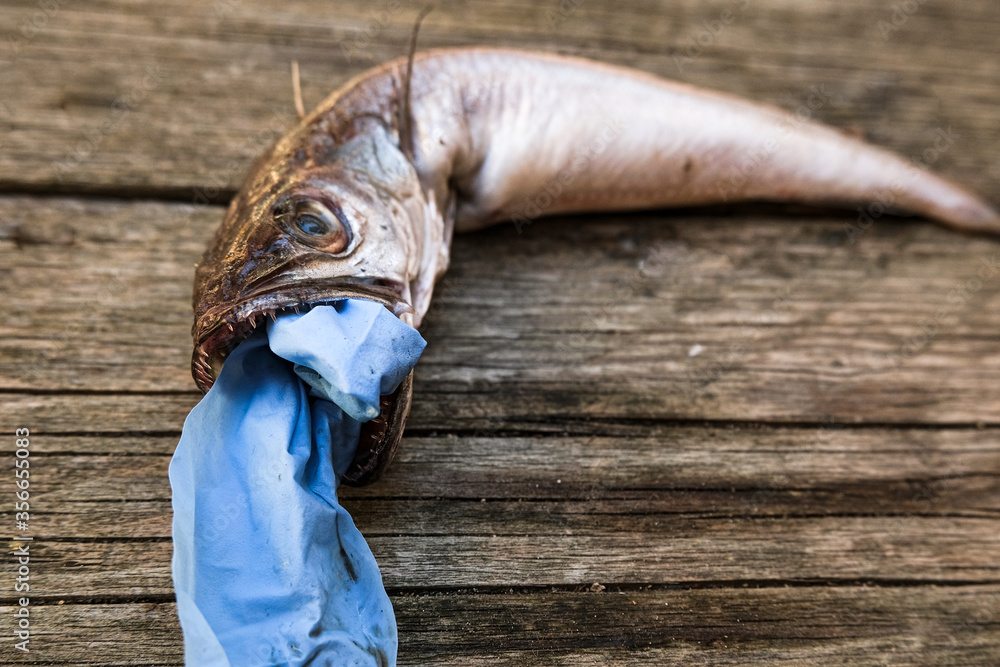 Ocean Cod fish dead eating plastic disposal medical glove garbage waste ...