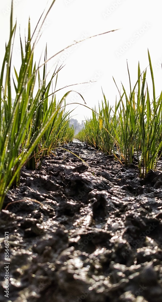 Rice plants in the paddy farm. Rice is a tropical climate crop that can ...