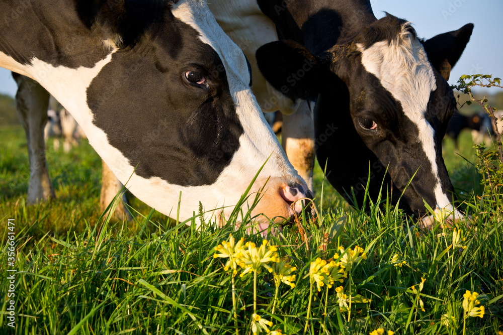 Vache laitière qui broute dans l'herbe et les fleurs au soleil. Stock ...