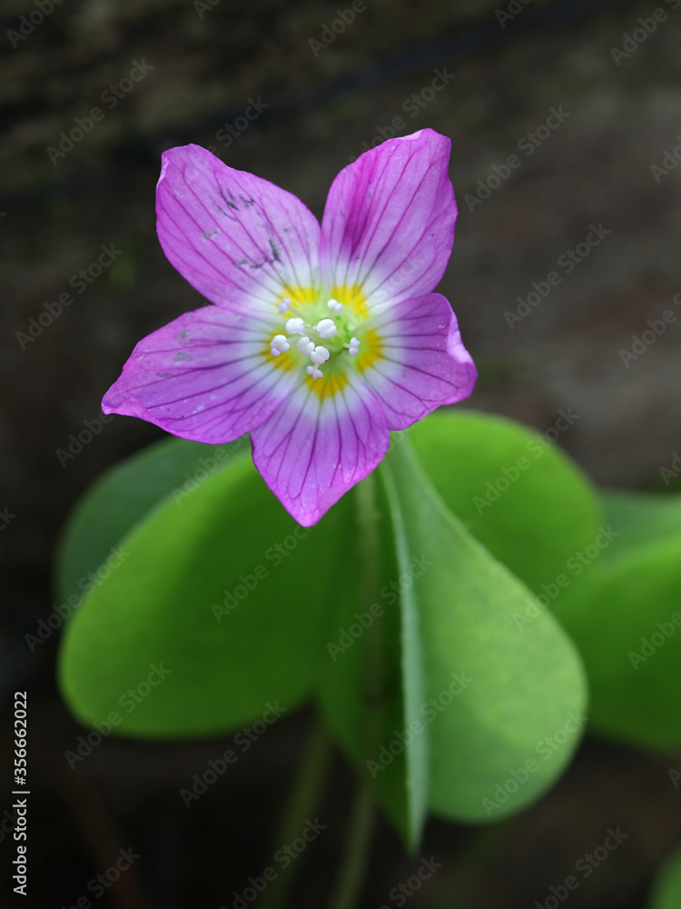 Oxalis acetosella, the wood sorrel or common wood sorrel, wild edible ...
