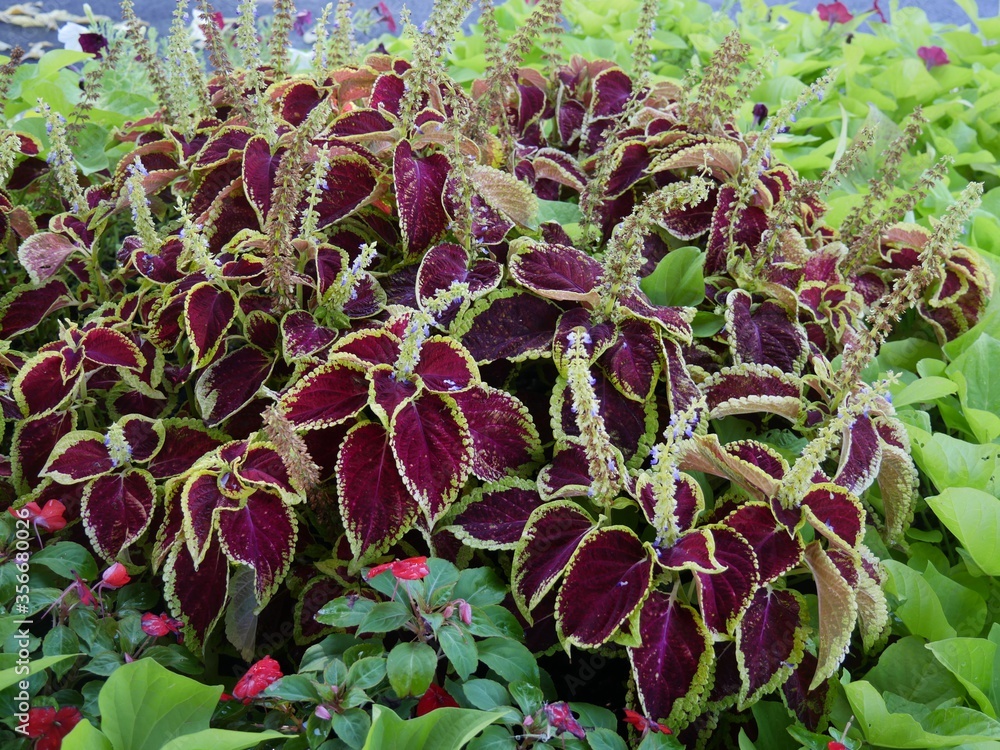 Clumps of mayana leaves in a garden, surrounded by green plants. Mayana ...
