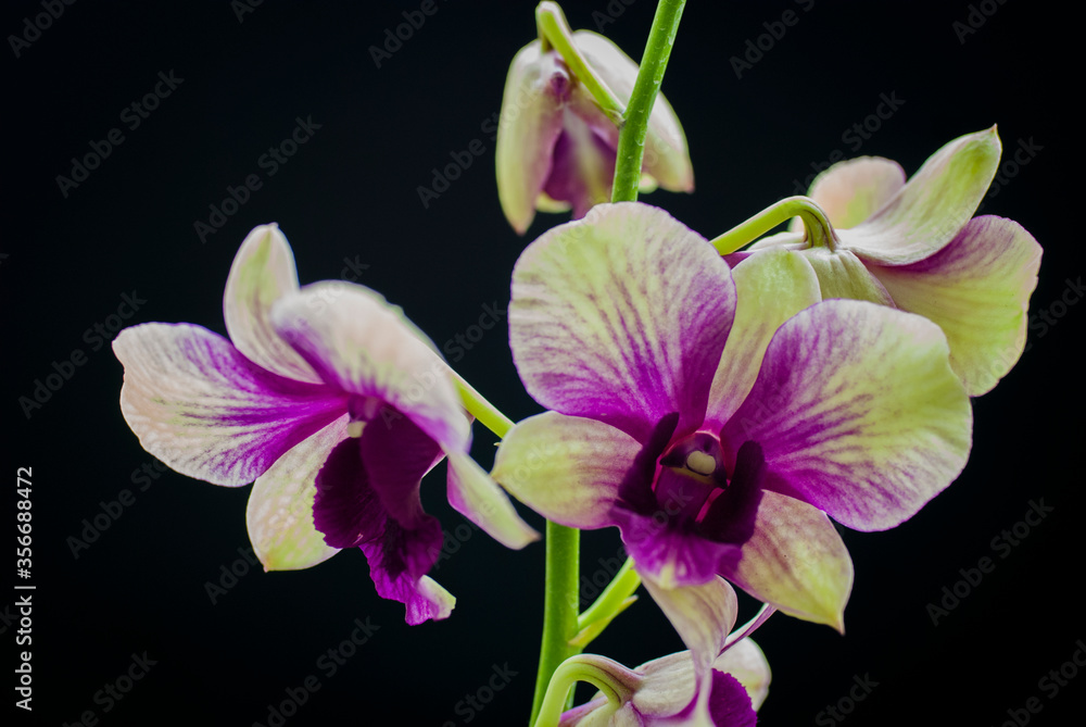 Hybrid orchid, Dendrobium Emma White x Dendrobium Burana Charming over ...