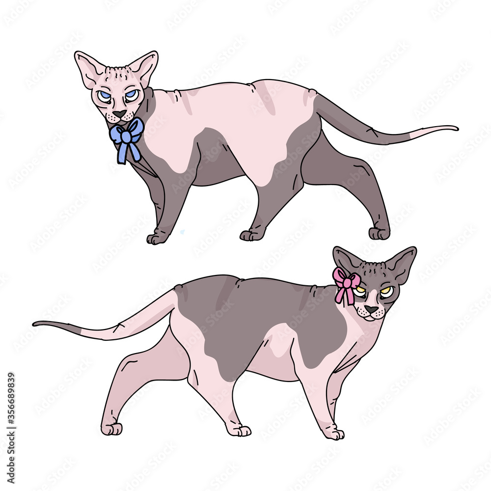 Cute cartoon sphynx cat boy and girl vector clipart. Pedigree exotic ...
