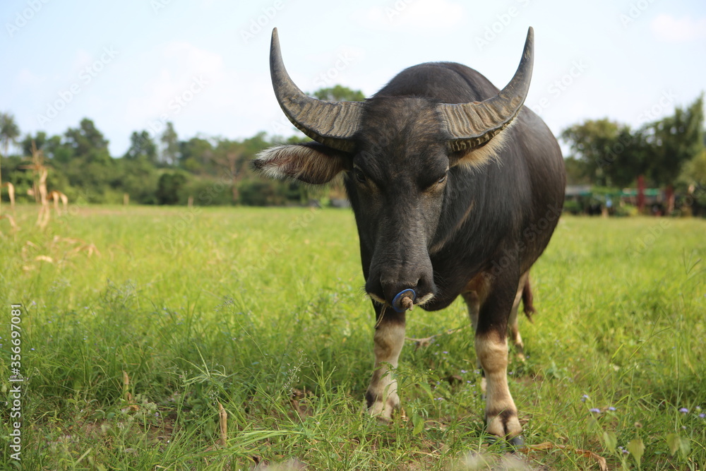 Young black buffalo bull with big ears and sharp horns, a ring and rope ...