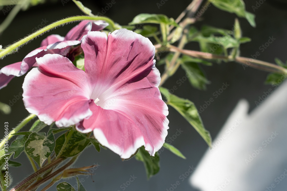 One large open flower of a climbing plant of the 'Chocolate' Morning ...