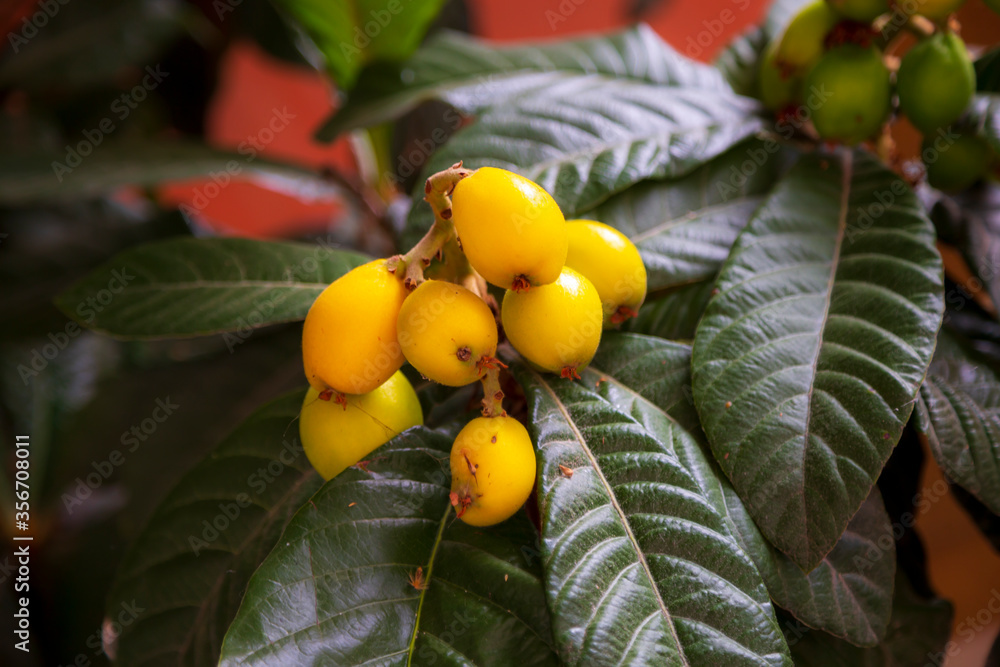 Organic Fruit of loquat. Eriobotrya japonica. Bunch of orange loquats ...
