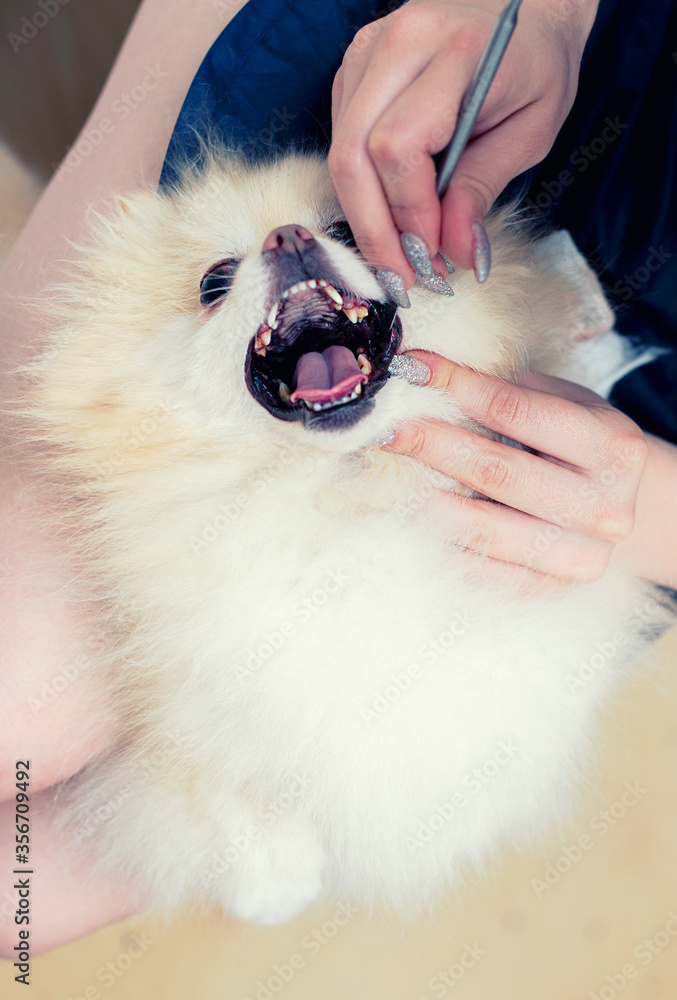 Removing stones from a dog's teeth. Remove a stone from a dog’s teeth ...