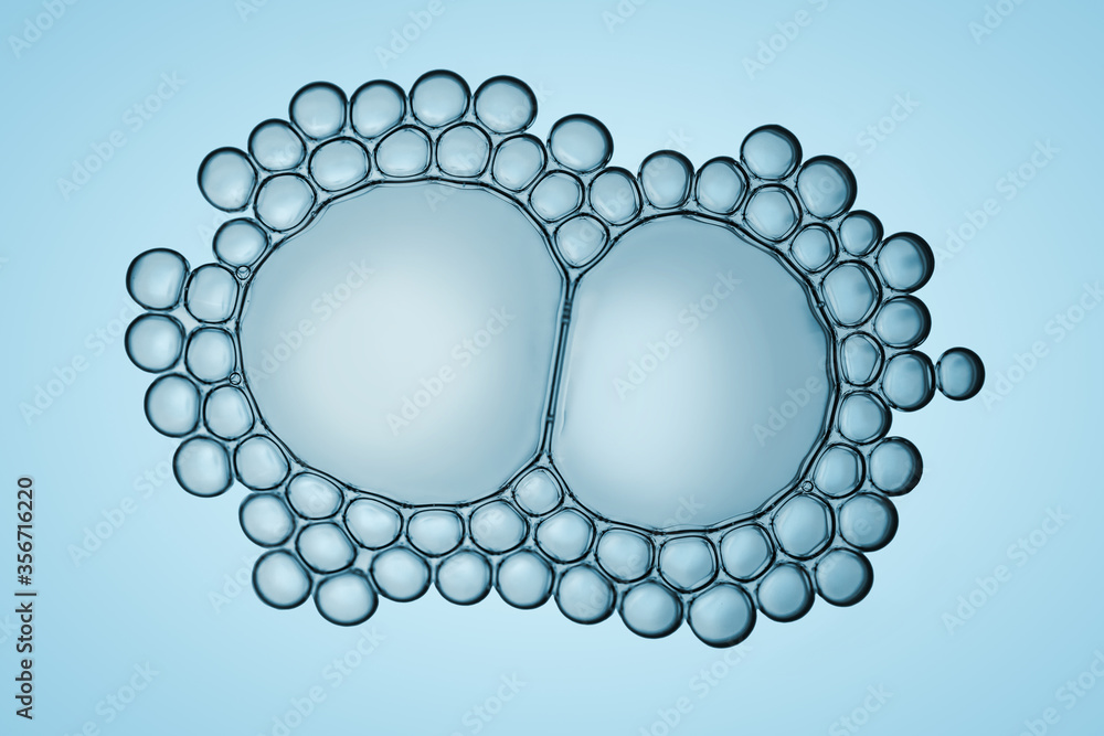 Cells division process, Cell divides into two cells Stock Photo | Adobe ...