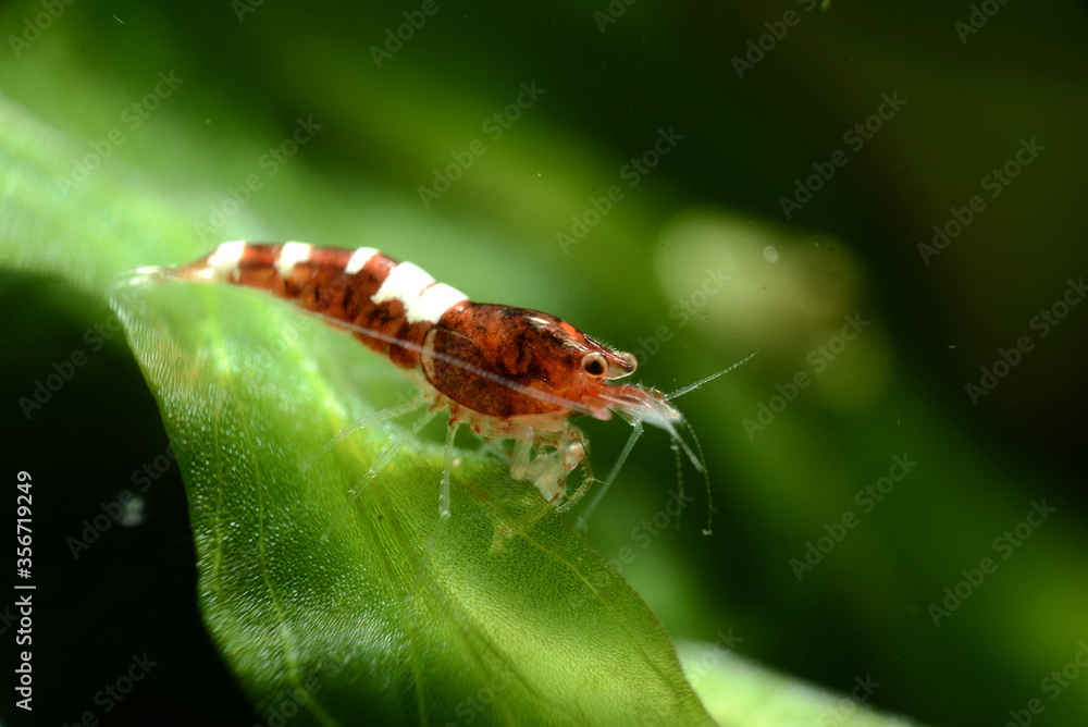 Foto Stock Extrem schöne wertvolle rote Caridina Garnelen in ...