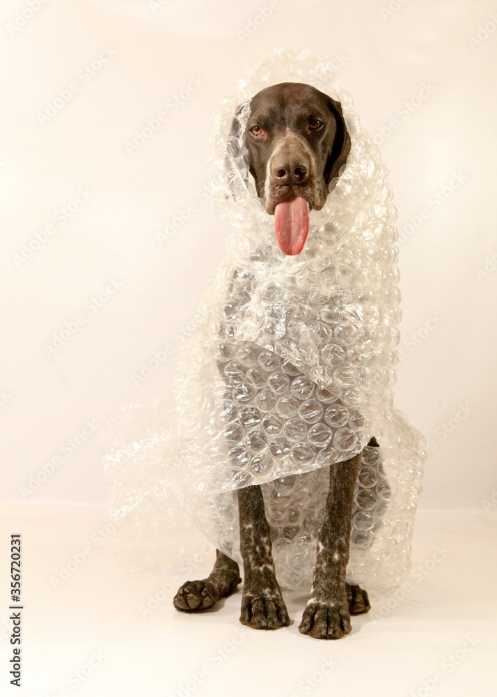 Dog wrapped in Bubble wrap Stock Photo | Adobe Stock