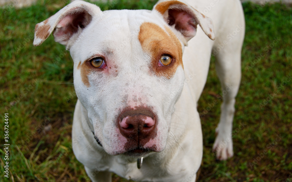 bonito perro pit bull de ojos color miel mirando a la cámara Stock ...