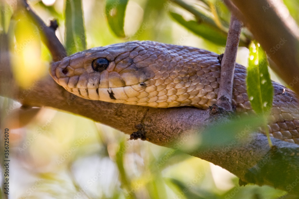 culebra o serpiente, Rhinechis scalaris, en un arbusto Stock Photo ...