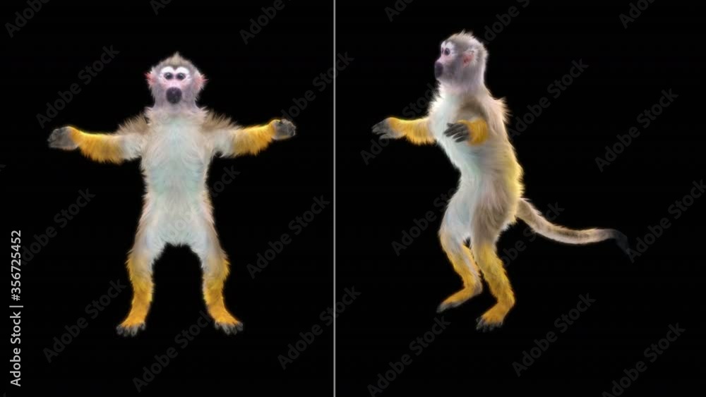 Common squirrel monkey (Saimiri sciureus), monkeys Dance CG fur 3d ...