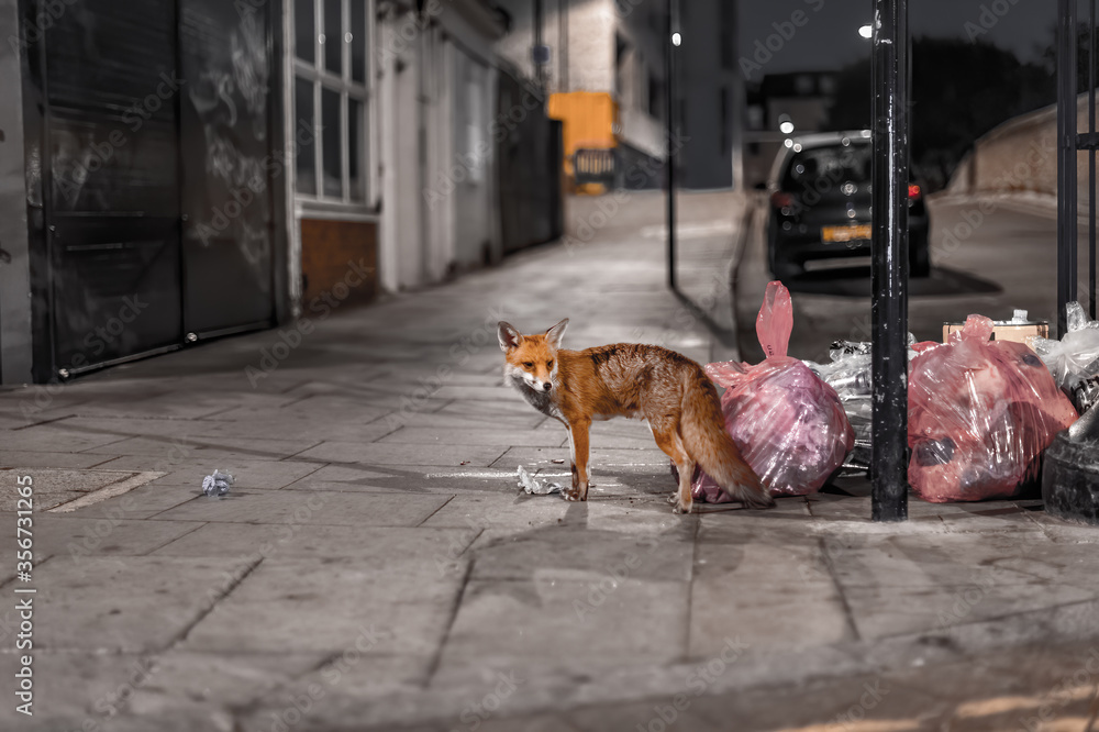 fox roaming the streets of London in search for food left by people in ...