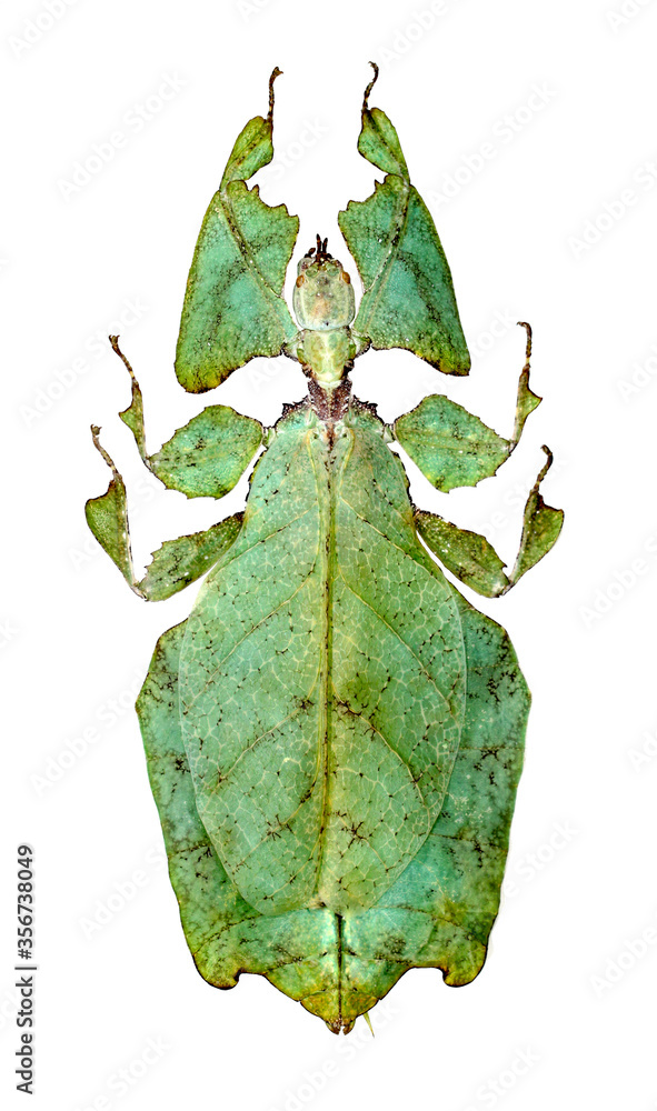 Still image of the leaf insect Phyllium giganteum Stock Photo | Adobe Stock