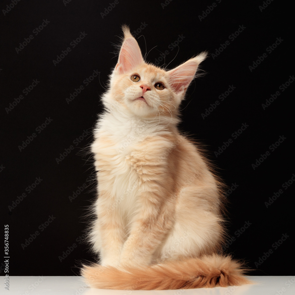 Beautiful purebred cat is the Maine Coon the gentle lion color on a ...