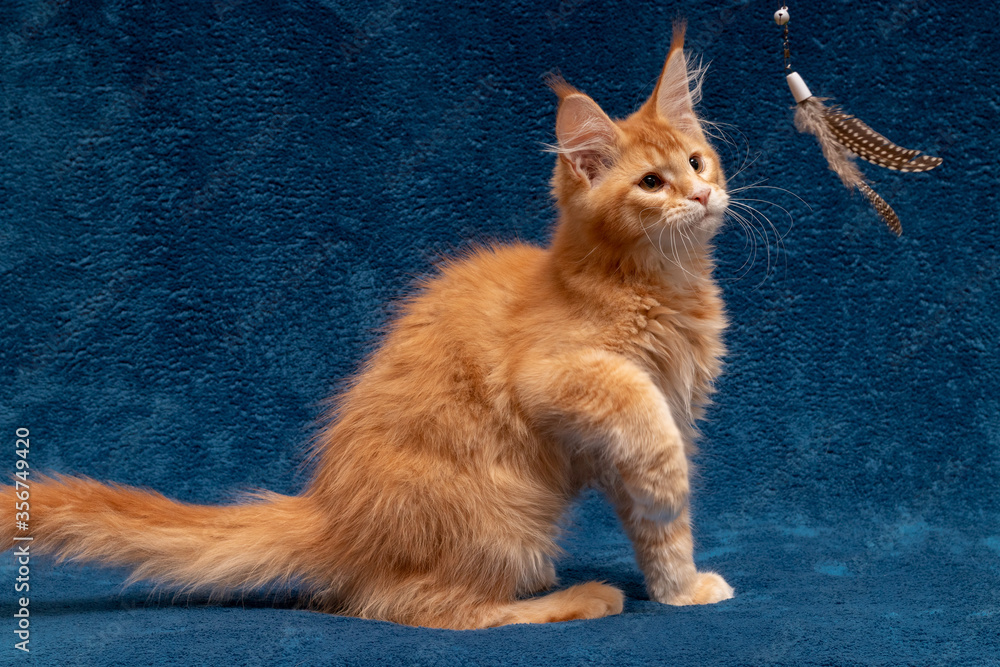 Red Maine Coon kitten plays a teaser toy. A beautiful cat is playing a ...