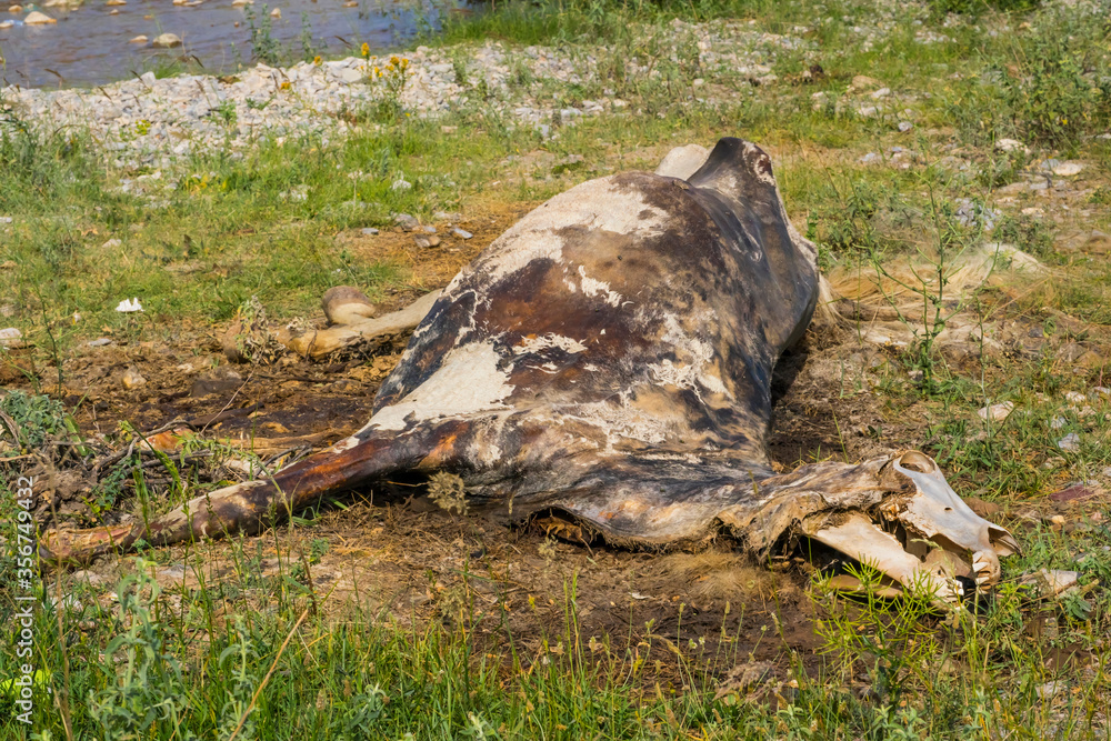 The corpse of a horse in the wild. The body of a dead horse on the ...