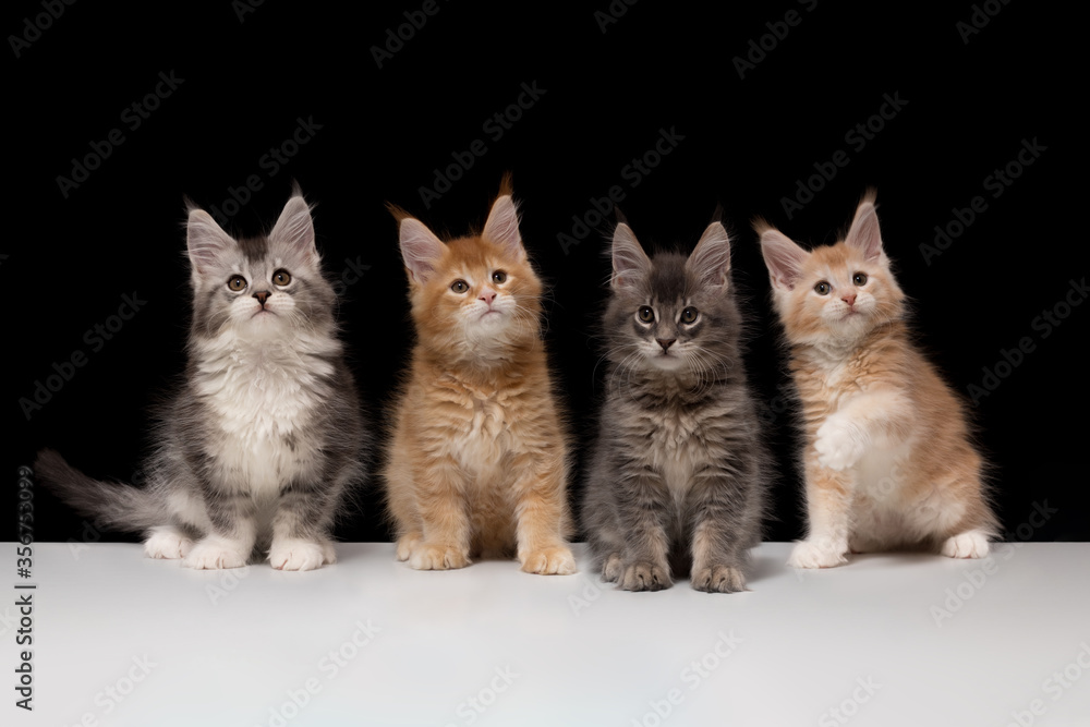 Many beautiful multi-colored Maine Coon kittens on a black background ...