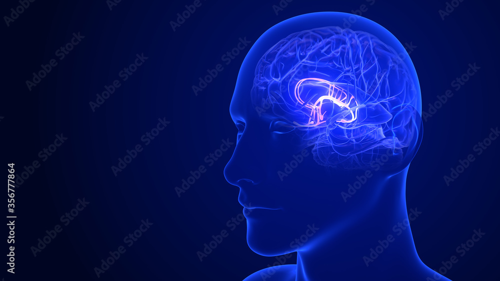 Brain Anatomy - Limbic System. 3d rendering Stock Illustration | Adobe ...