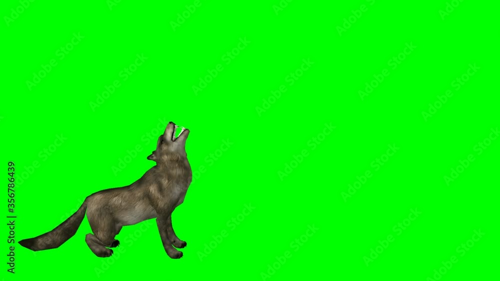 Wolf howling green screen Stock Video | Adobe Stock