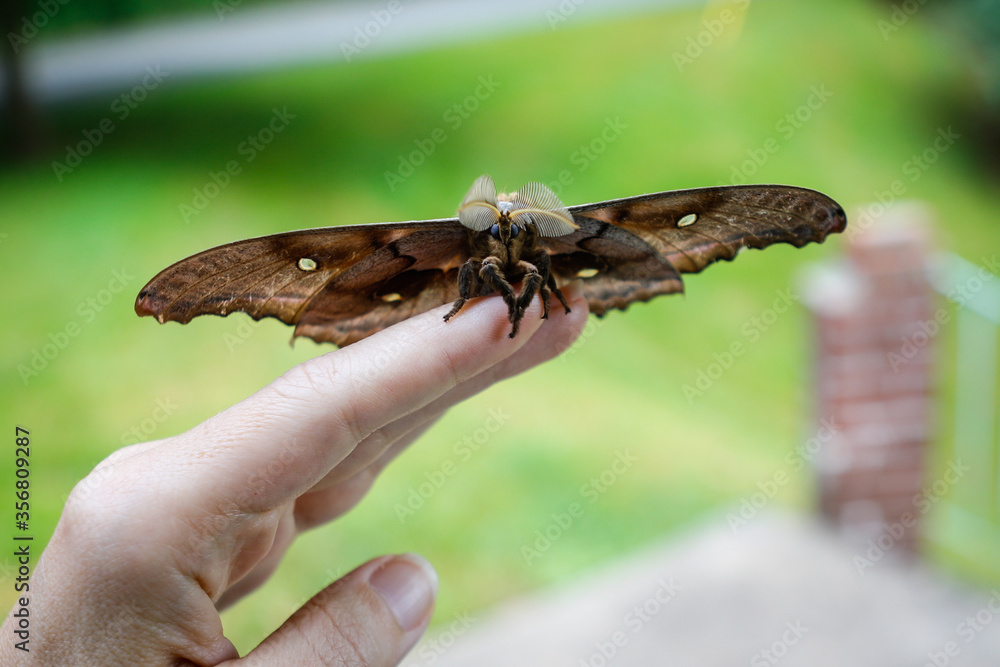 Polyphemus Moth Stock Photo | Adobe Stock
