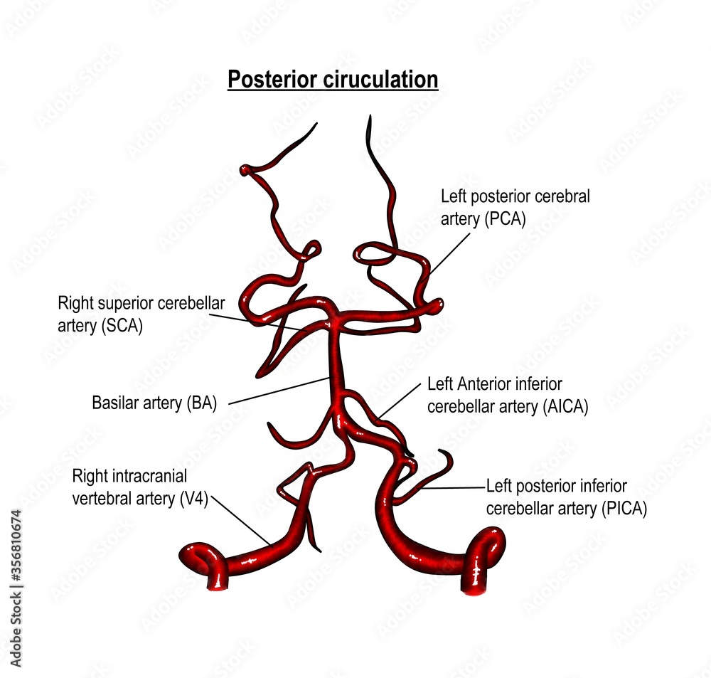 The anatomy of posterior circulation of human's brain. Stock ...