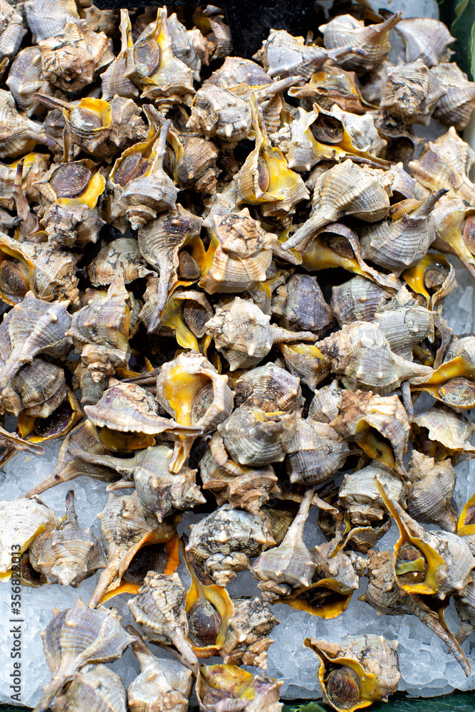 Display of Bolinus brandaris, known as the purple dye murex or spiny ...