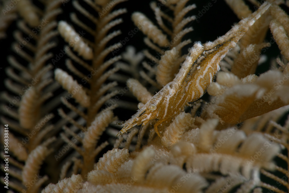 Commensal shrimp (Hippolyte sp.) with hydroid Aglaophenia cupressina ...