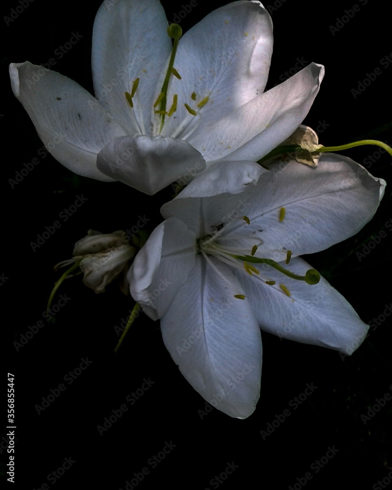Foto de Bauhinia acuminata is a species of flowering shrub native to ...