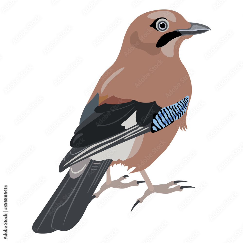 Eurasian jay bird (Garrulus glandarius). Flat cartoon style. Isolated ...