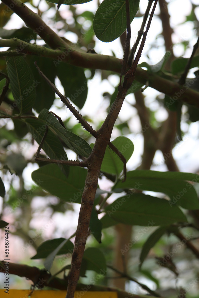 Phasme, insecte branche à Cameron Highlands, Malaisie Stock Photo ...