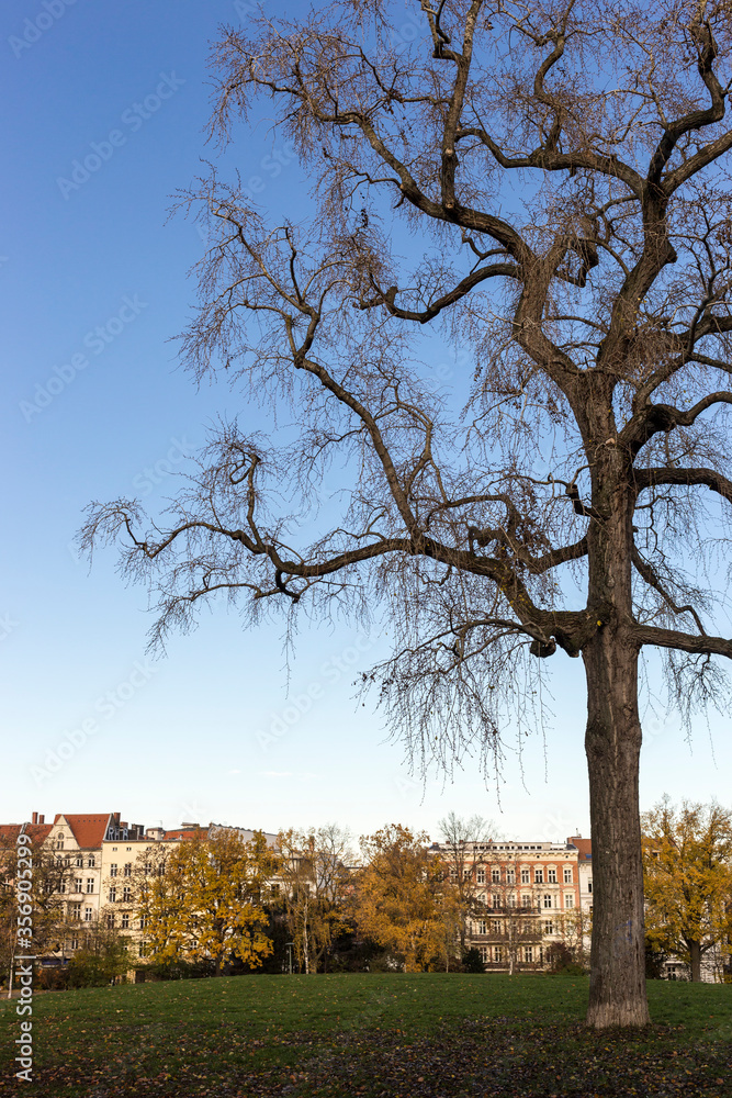 Vertical wide view of a tall leafless tree on a hill in the ...