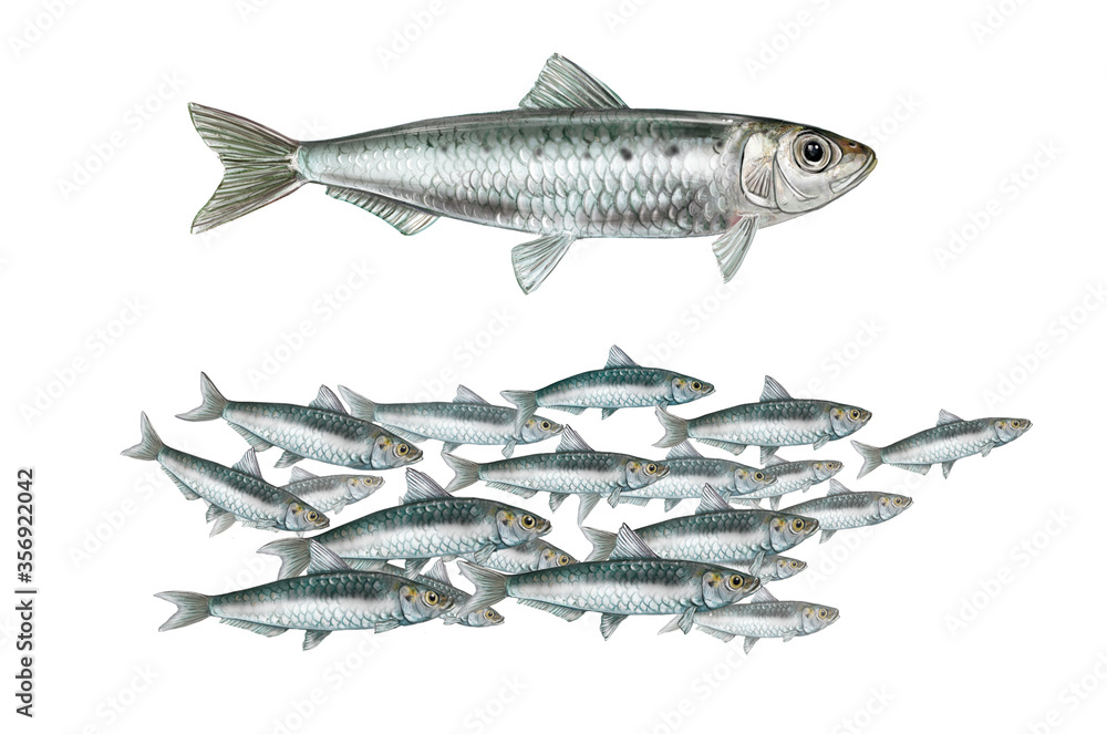 realistic illustration of european pilchard (Sardina pilchardus) on ...