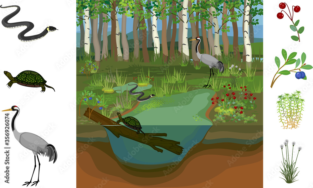 Ecosystem of swamp. Different swamp inhabitants: animals and plants ...